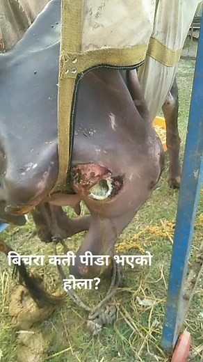 Cow Rescue: Observing Wound Healing Progress