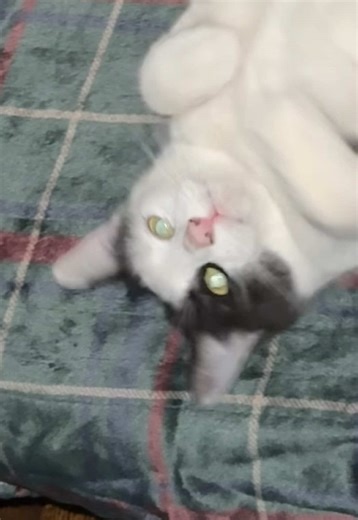 Adorable Cats Playing with Heated Blanket