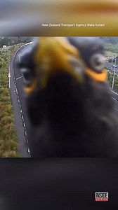 841K views · 17K reactions | Someone's ready for their closeup...A myna bird photobombed a traffic camera in New Zealand. Myna's are considered pests there — as this squawker ably shows! | Inside Edition | Facebook