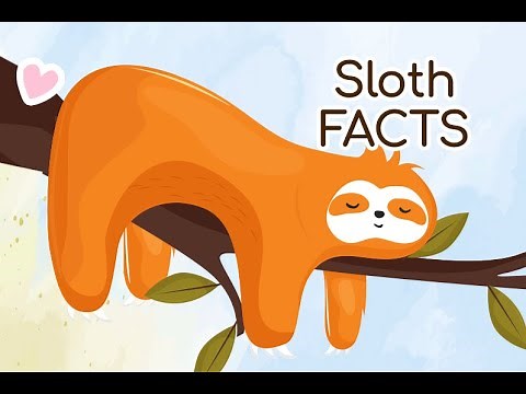 15 Fun Facts on Sloths 🦥