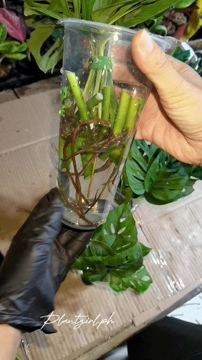 123K views · 901 reactions | Tutorial on how to propagate your Monstera Blanchetii using water propagation. ✂️華 #plantgirlph #IloiloGarden #IloiloPlants #plantholic #minigarden #Aglow #waterpropagation #monsteraBlanchetii | PlantGirl PH | Facebook