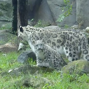 37K views · 2.2K reactions | A female snow leopard cub named Ahava...