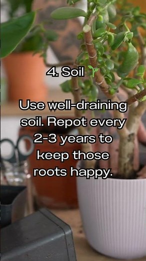 🌴✨ Majesty Palm Care Guide ✨🌴