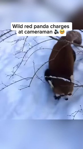 A wild red panda playfully charges at the cameraman, hopping forward with quick jumps before standing up on its hind legs. It even slides across the snow, its fluffy tail swaying as it peers curiously, making the moment even more adorable than intimidating. Credit unknown Please DM us for credit #animals #cuteanimals #animallovers #redpanda #redpandalover #cuteredpanda #redpandaplaying #wildredpanda #adorableredpanda | Wildlife & Animals