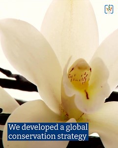 58 reactions |  Baking enthusiasts love to talk about vanilla—what type they like, how they use it, and of course, its delicious flavor and aroma. But the “real” vanilla is under threat. We have developed a comprehensive strategy to guide and coordinate global efforts to conserve vanilla genetic diversity.  Check it out ➡️ https://buff.ly/3iGULrx #cropstrategies #foodforever #vanilla #cropdiversity | Crop Trust | Facebook