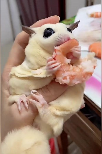 #рекомендации❤️❤️❤️ #летяга