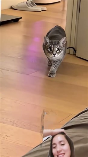 #cute #fun #funny #memes #cat