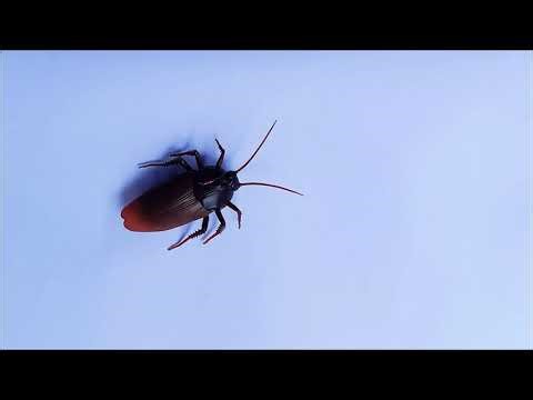 Video for Cats – Catching Cockroach on Screen
