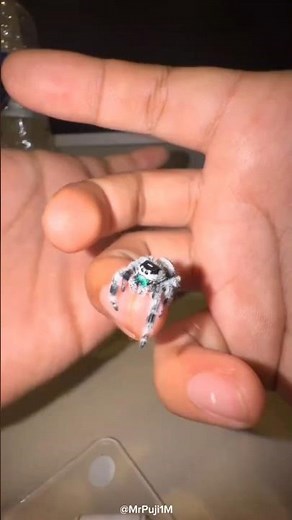 Small To Big Animal Transformation!