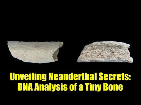 Unveiling Neanderthal Secrets: DNA Analysis of a Tiny Bone
