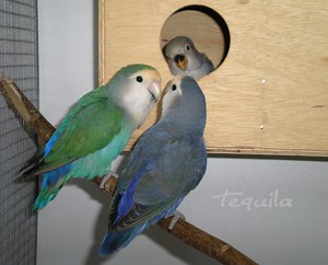 Inséparable à face rose (Agapornis roseicollis)