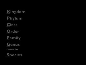 The BEST Classification Rap - With Lyrics