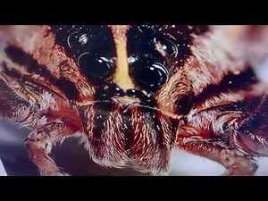 The REAL Reason They're Called Rabid Spiders