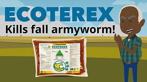 Combat Fall Armyworm and Maize Stalk Borer with Ecoterex. Effective and easy to apply by hand. #ecoterex #maizestalkborer #fallarmyworm | Shumba Group and Coopers | Facebook