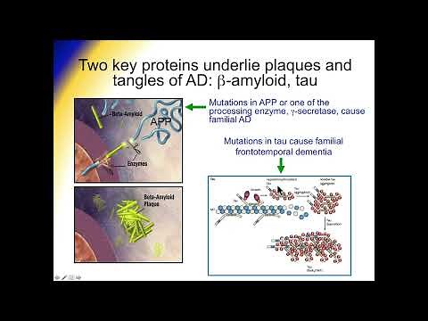 Alzheimer's Disease - The amyloid cascade, alternative mechanisms (Part 1)