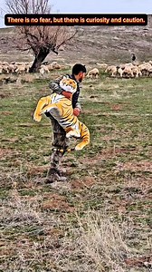 55K views · 814 reactions | In this video, we tested our livestock...