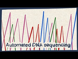 Automated DNA sequencing - Biology tutorial