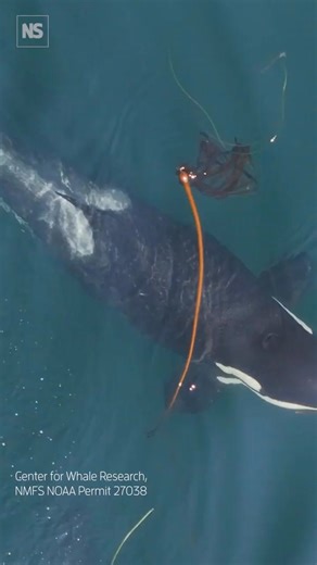 Orcas groom each other with tools made of kelp 🐳🌱 Already, orcas off North America’s west coast have been seen wearing dead salmon on their heads. Now, a pod of orcas in Canadian waters have been filmed fashioning tools out of kelp and using them to groom each other. Whilst primates, birds, and elephants have all been documented using tools, this behaviour has rarely been seen in marine mammals. Tap link to learn more: https://www.newscientist.com/article/2457910-orcas-have-begun-wearing-salmo