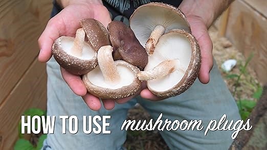 How to Use Mushroom Plugs | Growing on Logs | North Spore