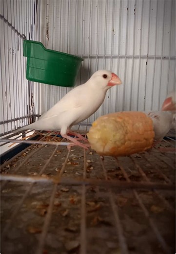 White Java Sparrows Enjoying Corn Together