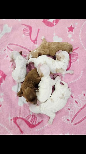 We have Parti puppies! | Cute Cockapoos