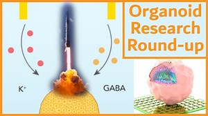 Lab-Grown “Mini-brains” Perform Non-Linear Computation, Eat Neurotransmitters, & Go To Space – Lifeboat News: The Blog