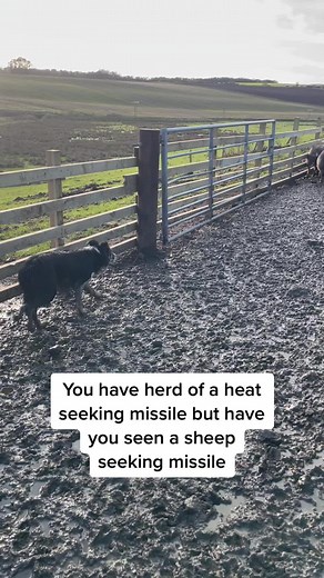Sheep Seeking Missile Meme