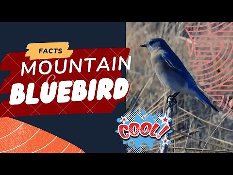 mountain bluebird facts 🦜 state bird of Idaho and Nevada 🇺🇸