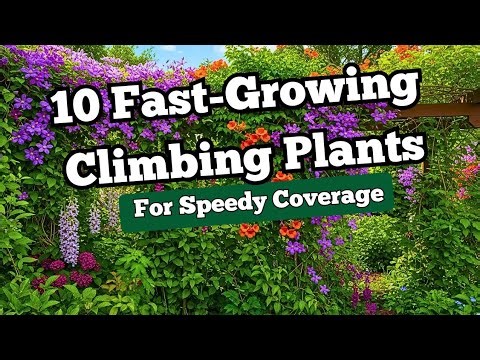 10 Fast-Growing CLIMBING PLANTS For Speedy Coverage | Fast Growing Climbers