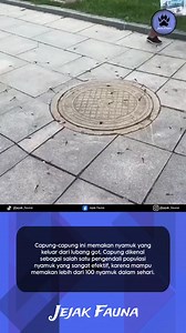 893K views · 15K reactions | Capung merupakan salah satu predator...