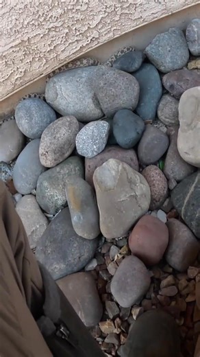Nick finds a Sonoran Gophersnake at a property in Tucson. It's a pretty one! The question: can these bite a dog? They can, but it doesn't really matter if they do. They're not venomous, and usually the teeth aren't going to get through fur. Still, the best way to keep a dog safe is to prevent it from attacking the snake. | Rattlesnake Solutions