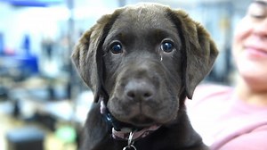 17K views · 90 reactions | Who's a good boy! A new effort brought four 11-week-old English Labrador puppies to a local exercise class to benefit a CNY canine training program. https://trib.al/mGkydgg | syracuse.com | Facebook