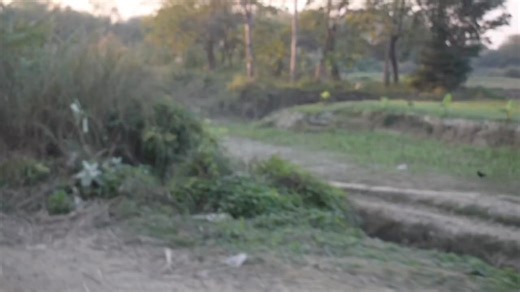 Sudhir Yadav on Instagram: "जंगल में मंगल हो गा 😂😂 | #viralvideo #trendinvideo Sudhir Yadav"