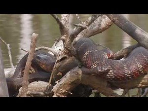 Northern Water Snake Mating - Nerodia sipedon