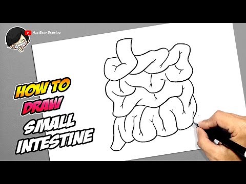 How to draw Small Intestine