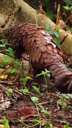 Adorable Baby Pangolin: A Wildlife Treasure