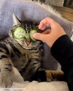 2.5K views · 31 reactions | Kareem and Fifi from @dontstopmeowing on TikTok and Instagram on have cats who seem to favor one parent more than the other...check out the video to see who! | Human Nature | Facebook