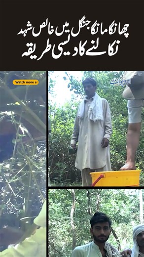 How To Extract Honey? Traditional Tree Climbing Method Of Extracting Honey In Changa Manga Forest #PureHoney #HoneyHarvesting #HoneyExtraction #NaturalHoney #ChangamangaForest | UrduPoint Videos