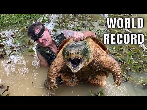 WORLD RECORD ALLIGATOR SNAPPING TURTLE | Dangerous Monster Catch With Bare Hands! 200+lbs!