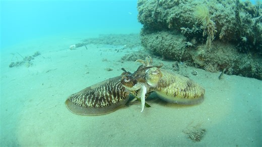 Accouplement de seiches à côté d'un XReef ( vidéo AMP côte agathoise) | Aire Marine Protégée de la Côte Agathoise