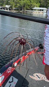 Everyone loves a drop shot but storing your drop shot rig can be a hassle. Not anymore! The Rapid Fishing Solutions Drop Shot Keeper is an easy solutions that keeps your drop shot rig exactly where it needs to be when your not using it. #rapidfishingsolutions #fishingtools #fishinginnovation #efficientfishing #fishing #bassfishing #fishinghacks #FishingGear #AnglingSolutions #FishingTech #AnglerLife #FishingCommunity #fishingequipment #dropshot | Rapid Fishing Solutions