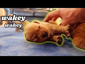 Waking up BABY Labrador puppies!