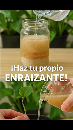 Powerful Homemade Rooting Agent! 🌿 Make it easy with sugar and yeast