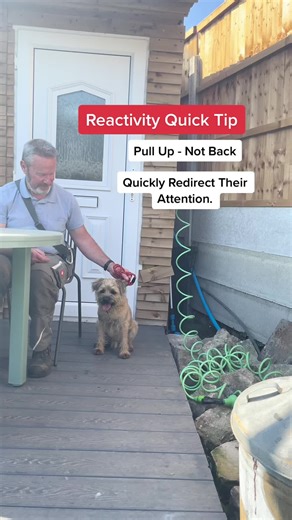 Quick Tips for Border Terrier and Small Dog Training