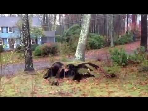 Trees Falling in Nature Compilation