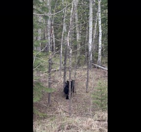Triplet Black Bear Cubs Climb Trees in Grande Cache