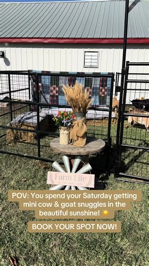 All ready for another fully booked weekend sharing our little friends 🤍 #booknow #minicow #babygoats #dwarfgoats #microminicow #highlandcow #highland #fluffycow #miniature #cuddletime #minianimals #tinylivestock #cute #yyc #canadianagriculture #alberta #canada #yycadventures #drumheller