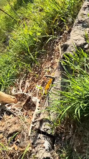 Why we graft fruit trees #grafting #fruittrees #mangotree #gardeninghacks #graftingfruittrees #andrethefarmer | Andre The Farmer