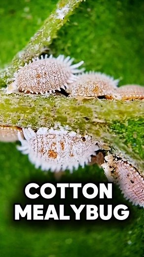 Cotton Mealybug Up Close – Tiny Pest Revealed #microscope #mealybugs #nature