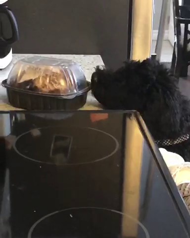 Sneaky Dog Leans Over Counter for Food Sniffs and Licks